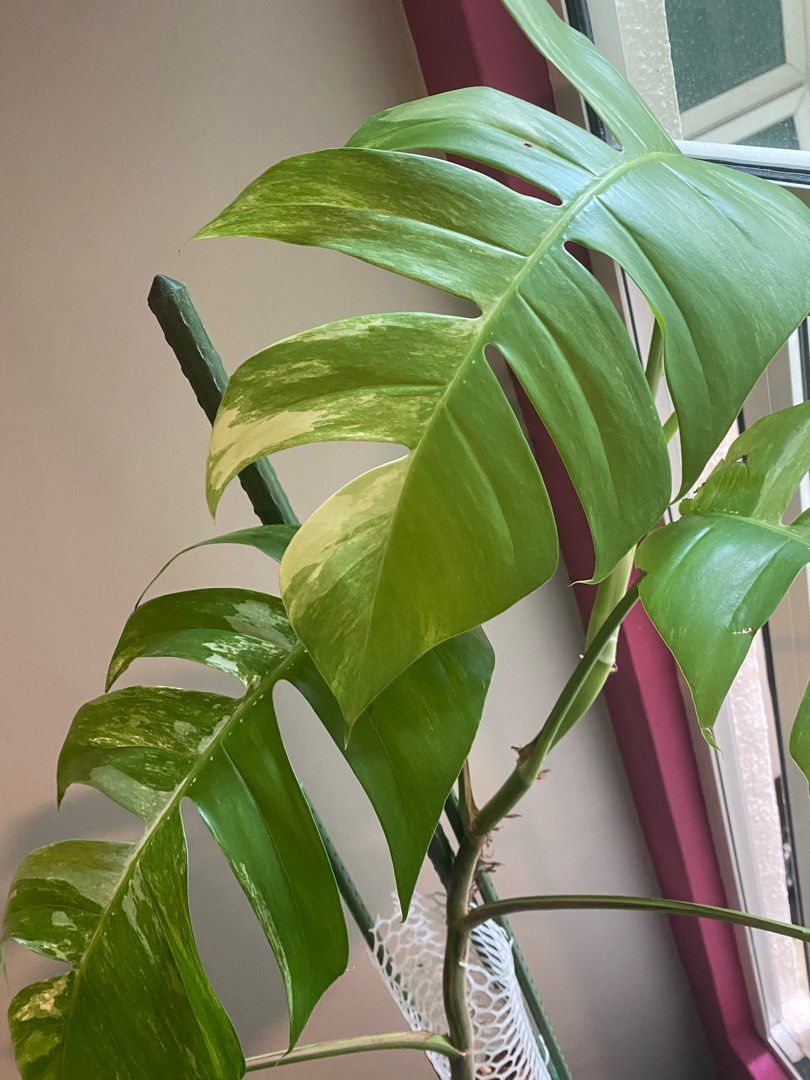 epipremnum pinnatum Albo with money plant, Furniture & Home Living ...