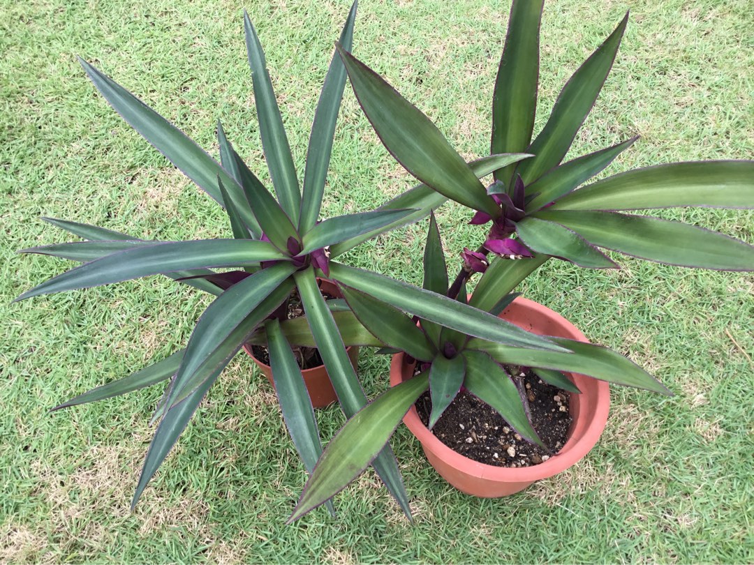 Homegrown Boat Lily Pandan Plant Oyster Plant Moses in the Cradle ...