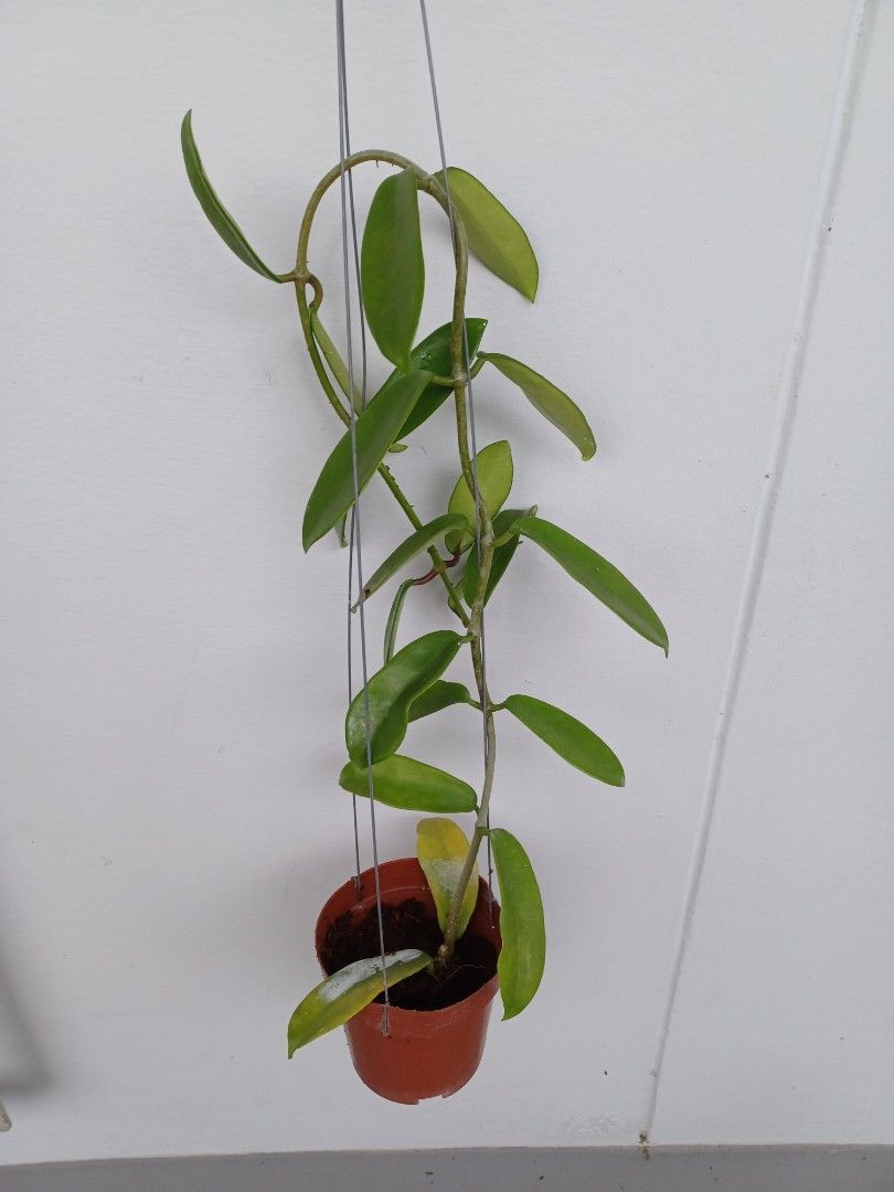 Hoya plant - hoya flower - hoya meliflua - hang plant - gift - present ...