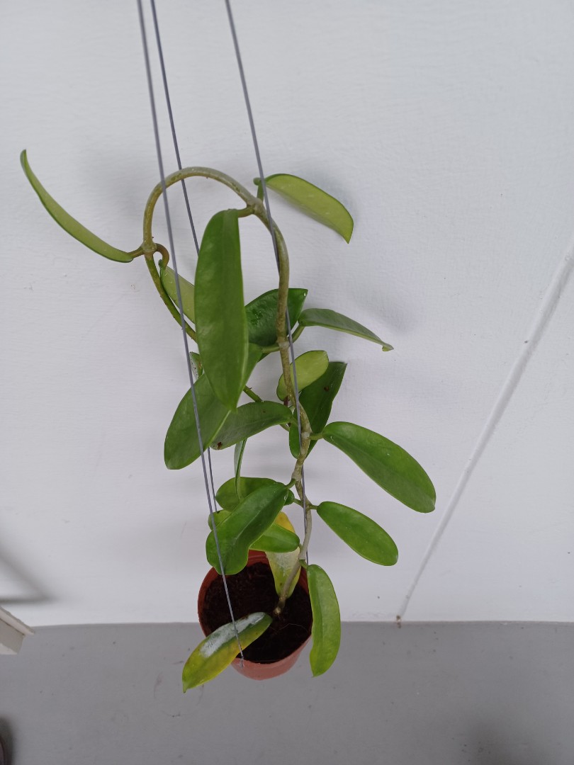 Hoya plant - hoya flower - hoya meliflua - hang plant - gift - present ...