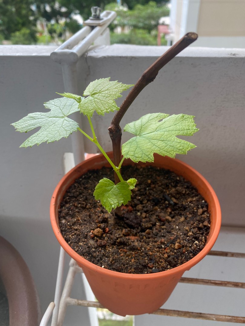 kyoho young grape plant, Furniture & Home Living, Gardening, Plants ...