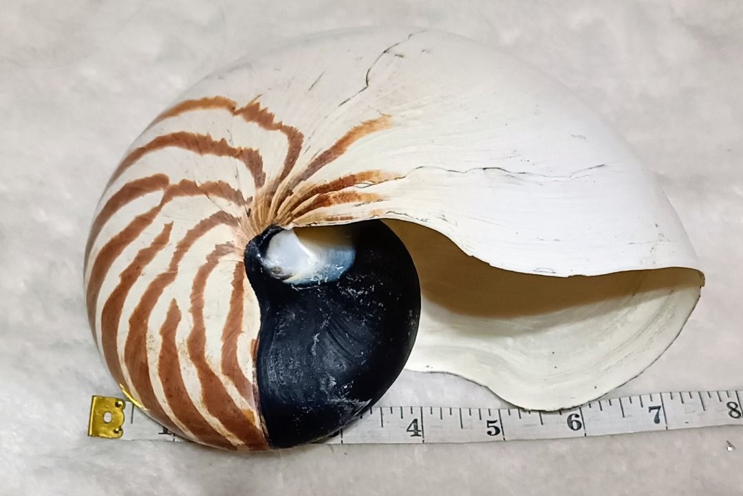 Large Natural Nautilus Shell Whole Intact In Very Good Condition ...