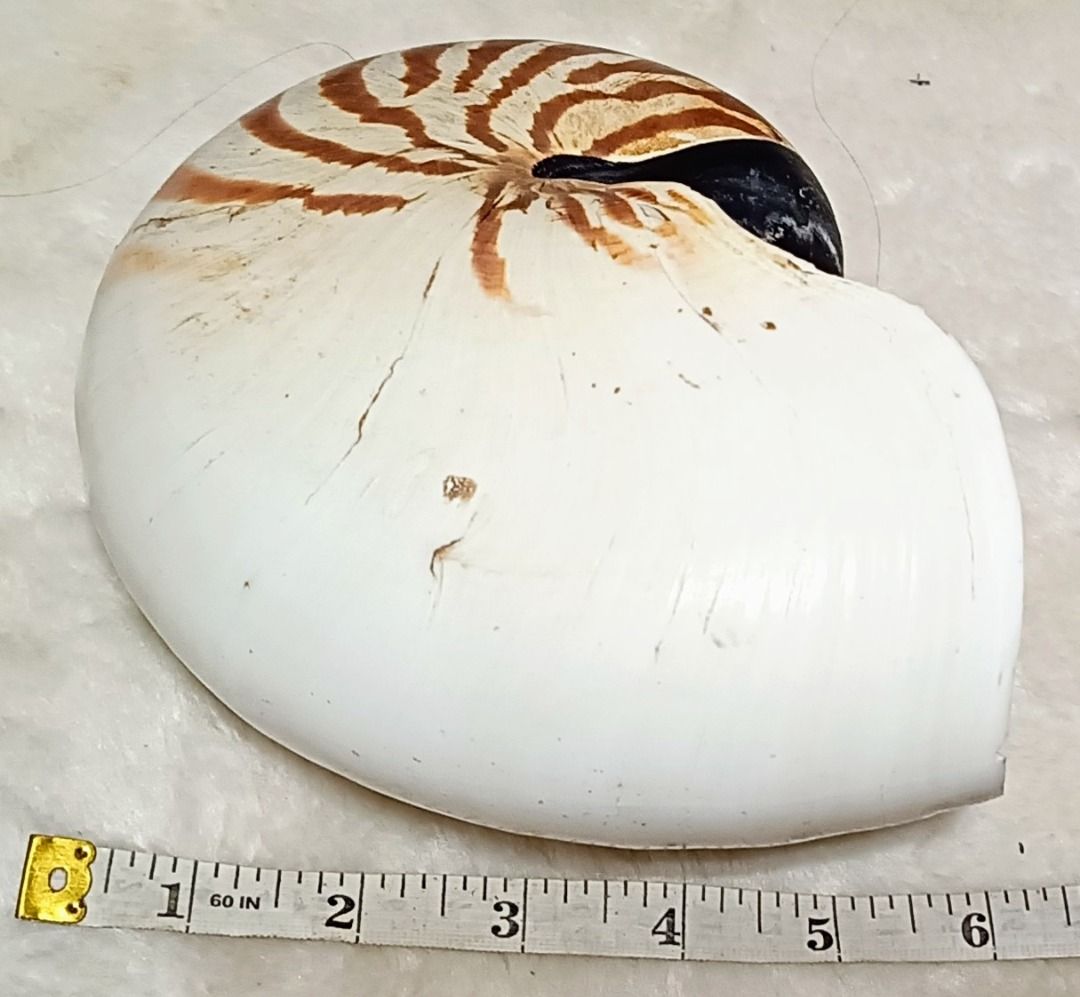 Large Natural Nautilus Shell Whole Intact In Very Good Condition ...