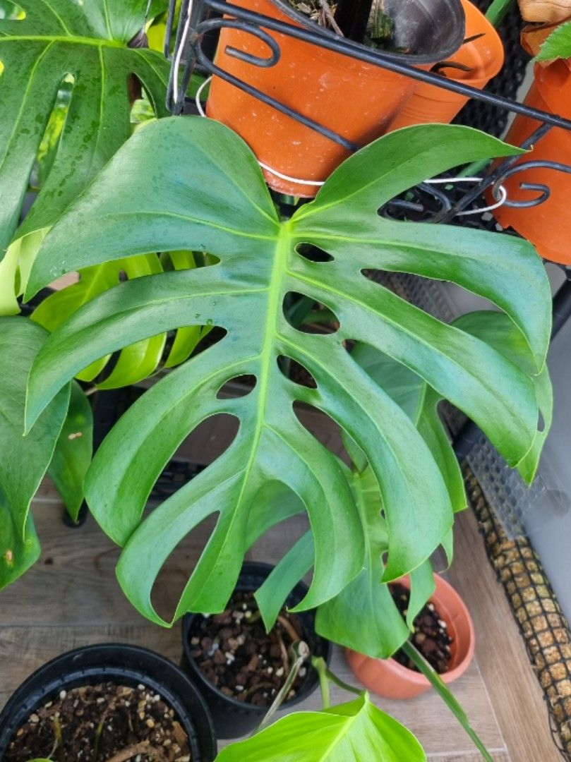Monstera Brazilian Form, Furniture & Home Living, Gardening, Plants ...