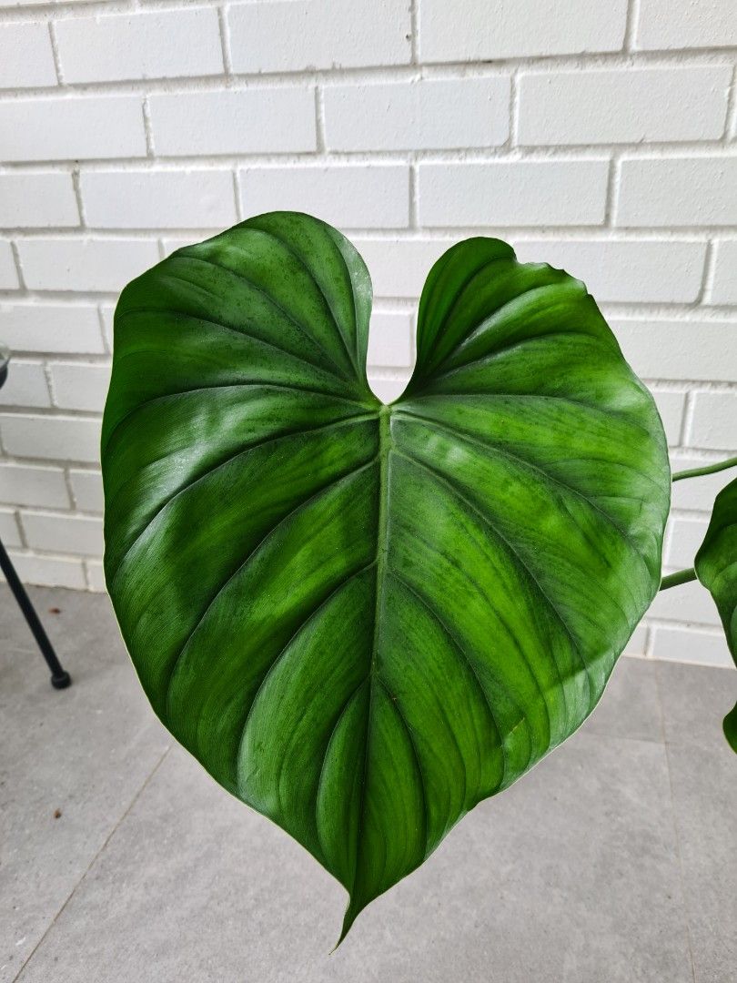 Philodendron sp Colombia, Furniture & Home Living, Gardening, Plants ...