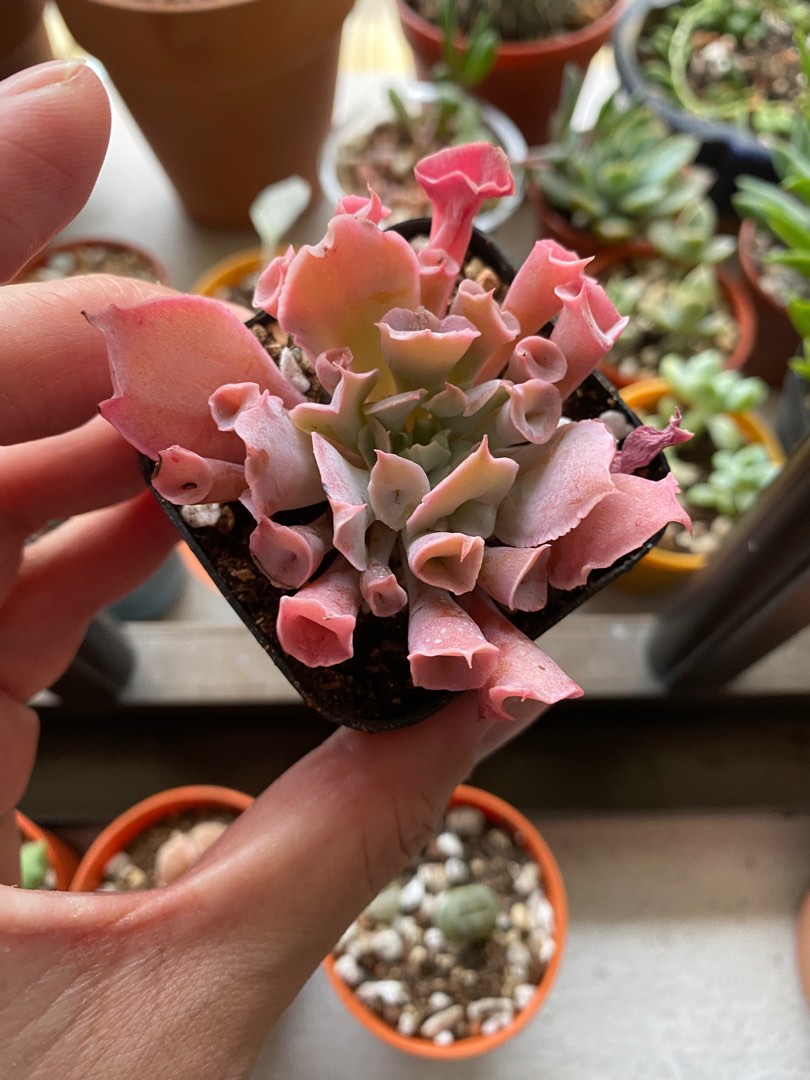 Pinky trumpet succulent, Furniture & Home Living, Gardening, Plants ...