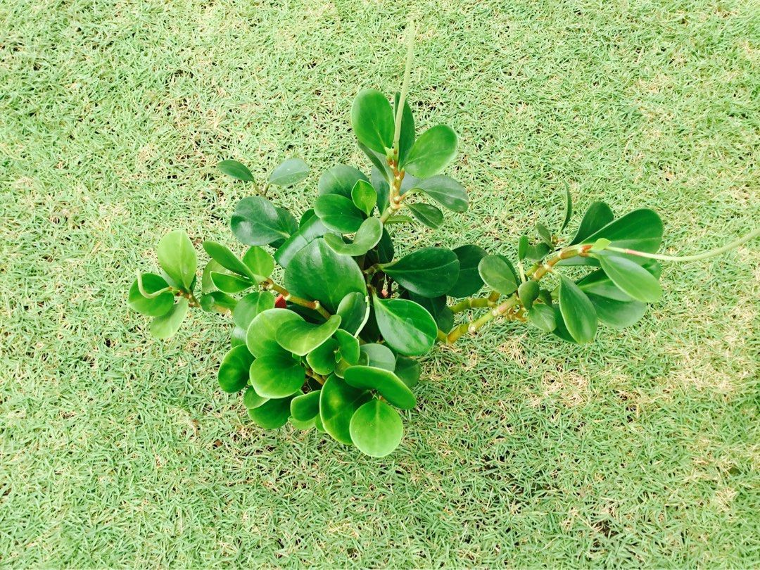 Spoonleaf Peperomia|Peperomia magnoliifolia|Baby Rubber Plant ...