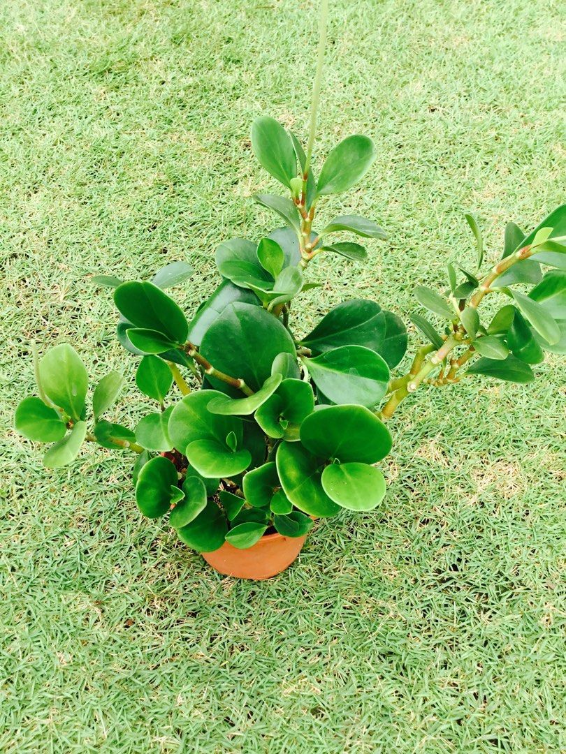Spoonleaf Peperomia|Peperomia magnoliifolia|Baby Rubber Plant ...