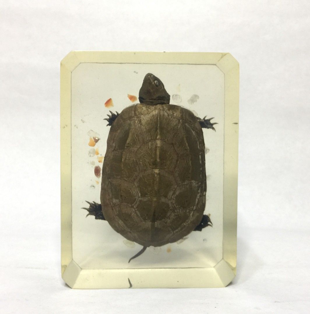 Taxidermy Chinese Pond Turtle Covered in Resin, Hobbies & Toys ...