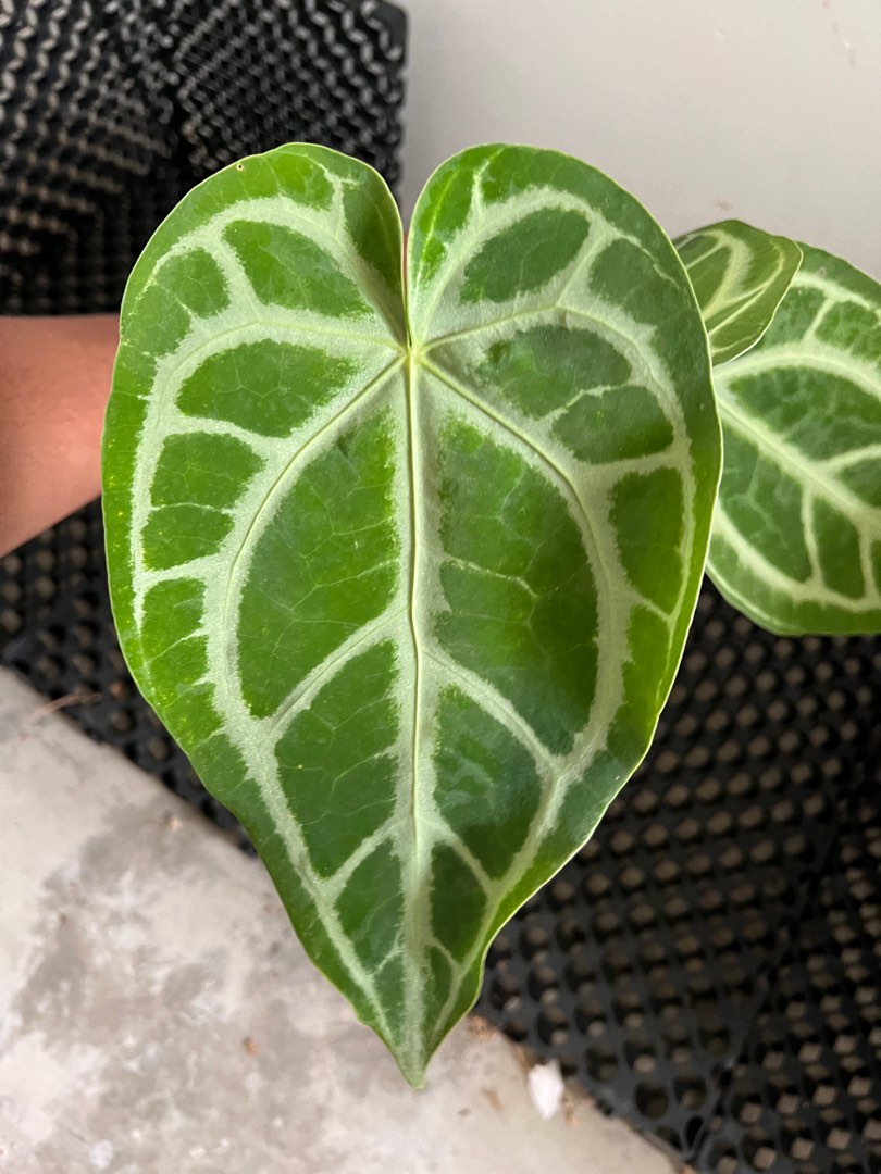 Anthurium Magnificum X Crystallinum Silver, Furniture & Home Living ...