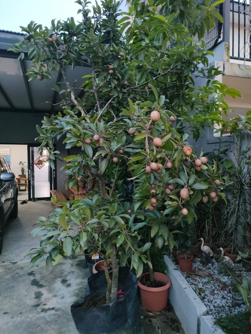 Chiku tree, Furniture & Home Living, Gardening, Plants & Seeds on Carousell