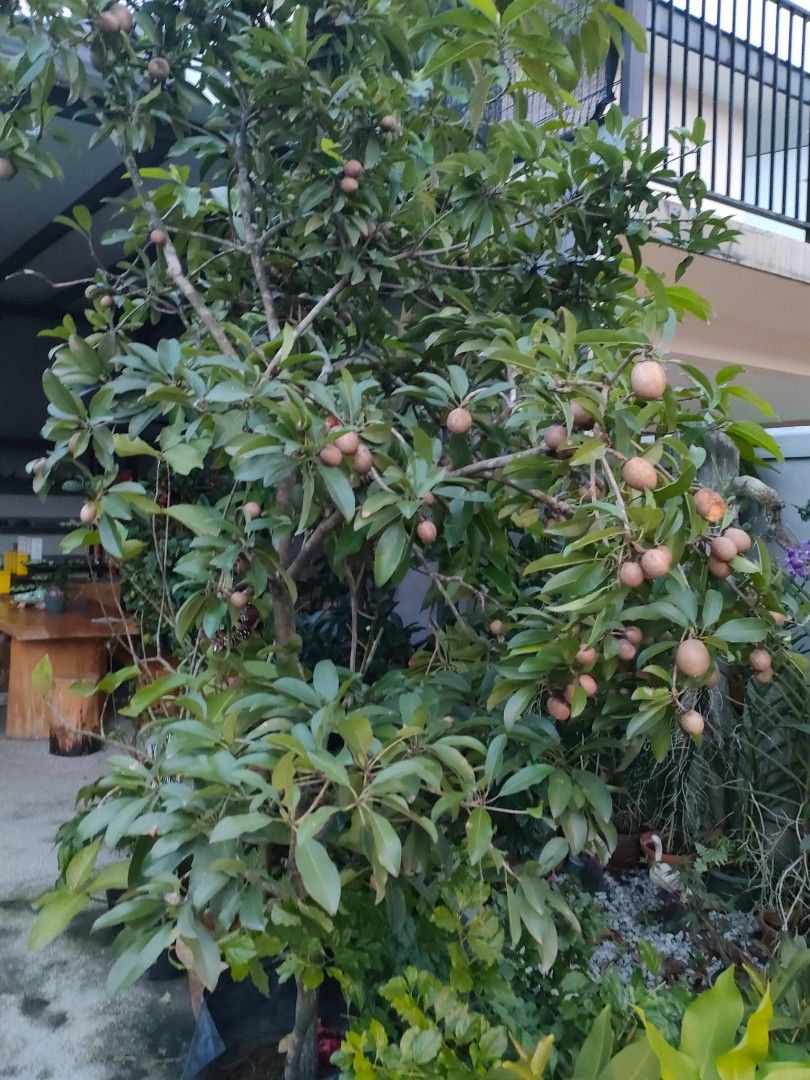 Chiku tree, Furniture & Home Living, Gardening, Plants & Seeds on Carousell