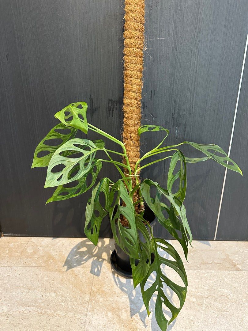 Monstera Adansonii Big Form, Furniture & Home Living, Gardening, Plants ...