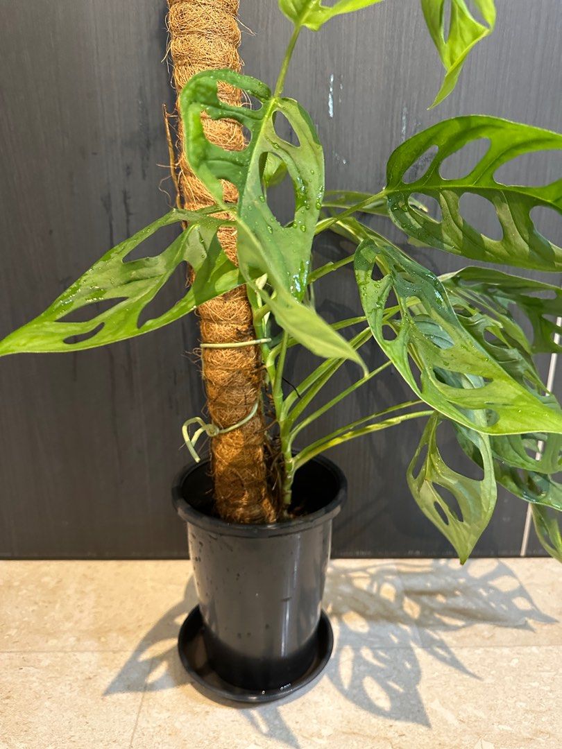 Monstera Adansonii Big Form, Furniture & Home Living, Gardening, Plants ...