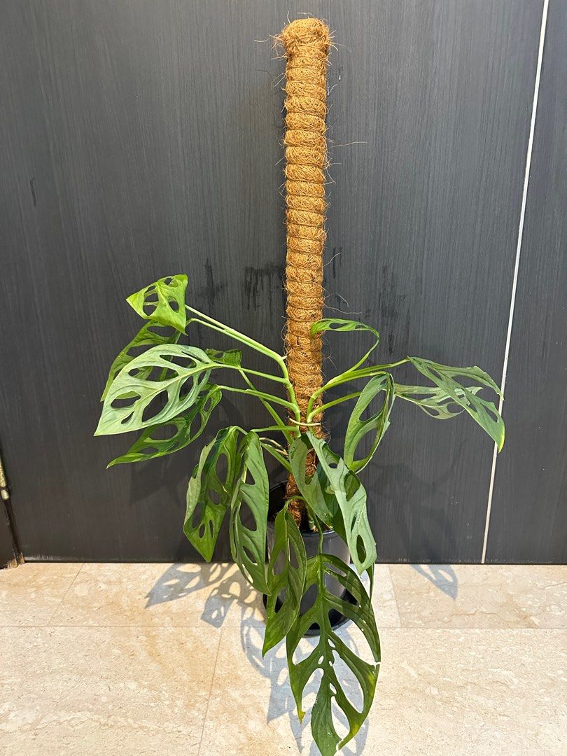 Monstera Adansonii Big Form, Furniture & Home Living, Gardening, Plants ...