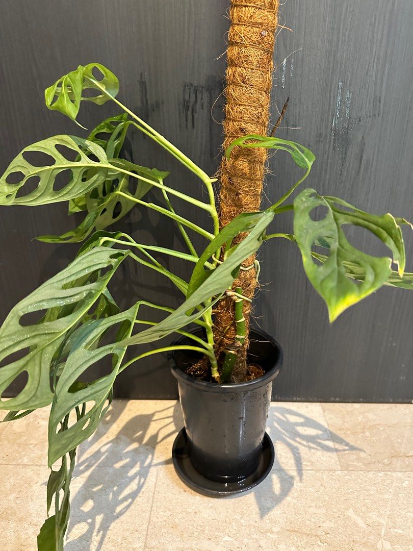Monstera Adansonii Big Form, Furniture & Home Living, Gardening, Plants ...
