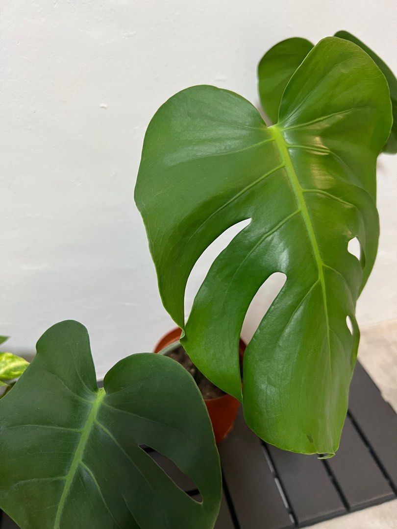 Monstera Deliciosa 40cm height, Furniture & Home Living, Gardening ...