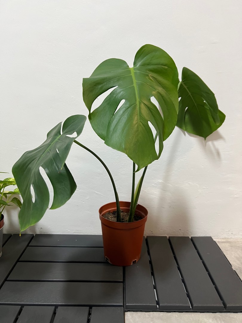 Monstera Deliciosa 40cm height, Furniture & Home Living, Gardening ...