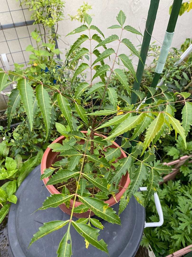 Neem plant in d22 pot, Furniture & Home Living, Gardening, Plants ...
