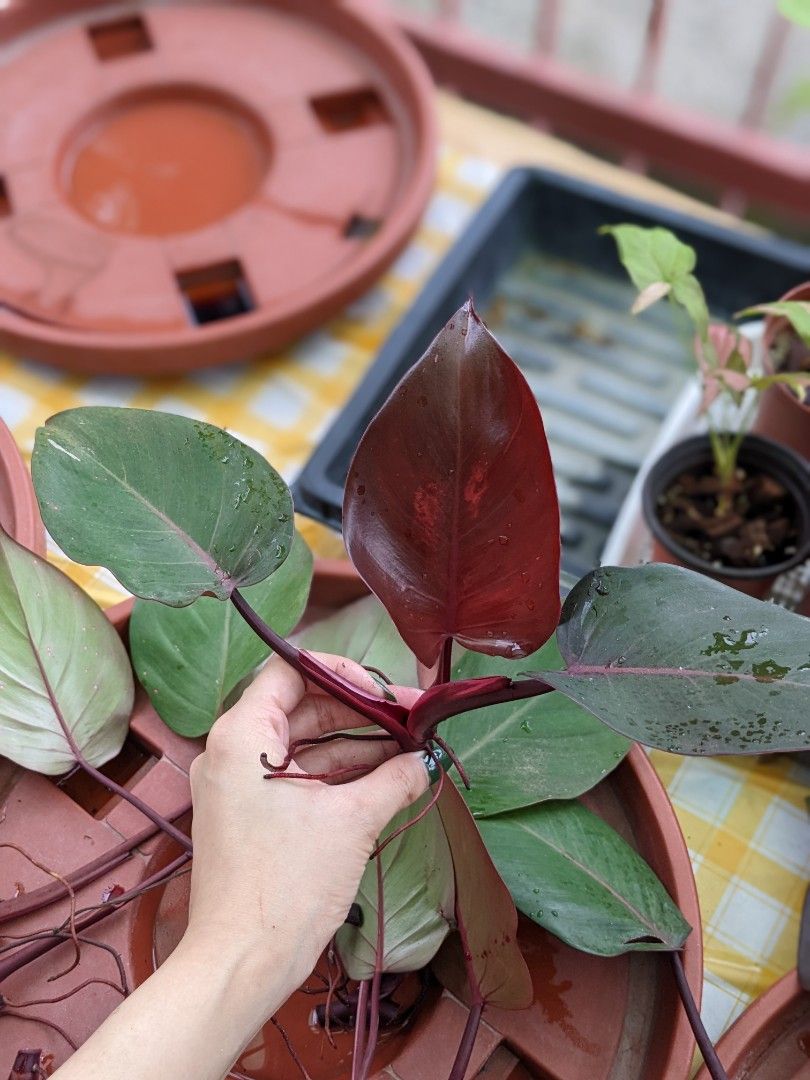 Philodendron Pink Princess Cuttings, Furniture & Home Living, Gardening ...
