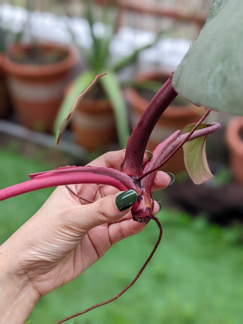 Philodendron Pink Princess Cuttings, Furniture & Home Living, Gardening ...
