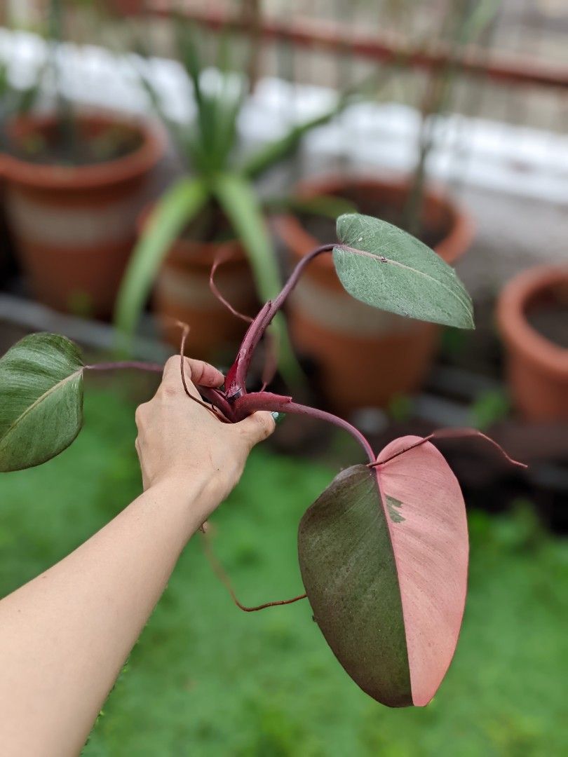 Philodendron Pink Princess Cuttings, Furniture & Home Living, Gardening ...