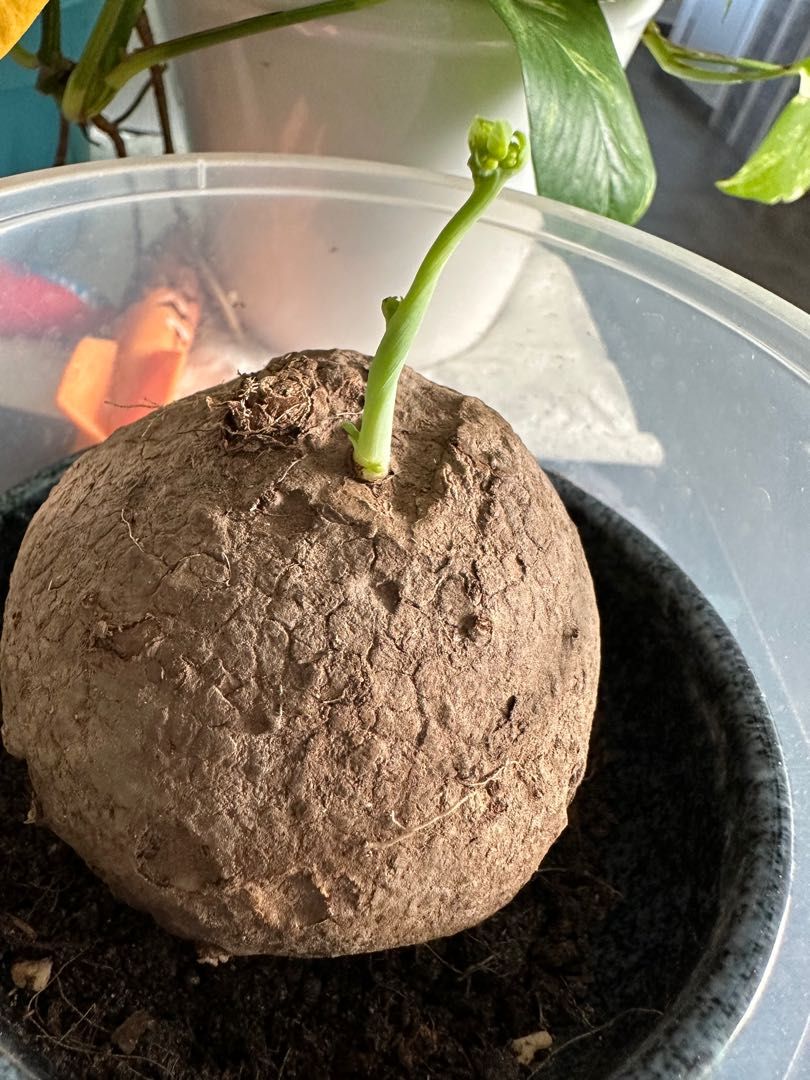 Stephania Erecta ~9cm diameter, Furniture & Home Living, Gardening ...