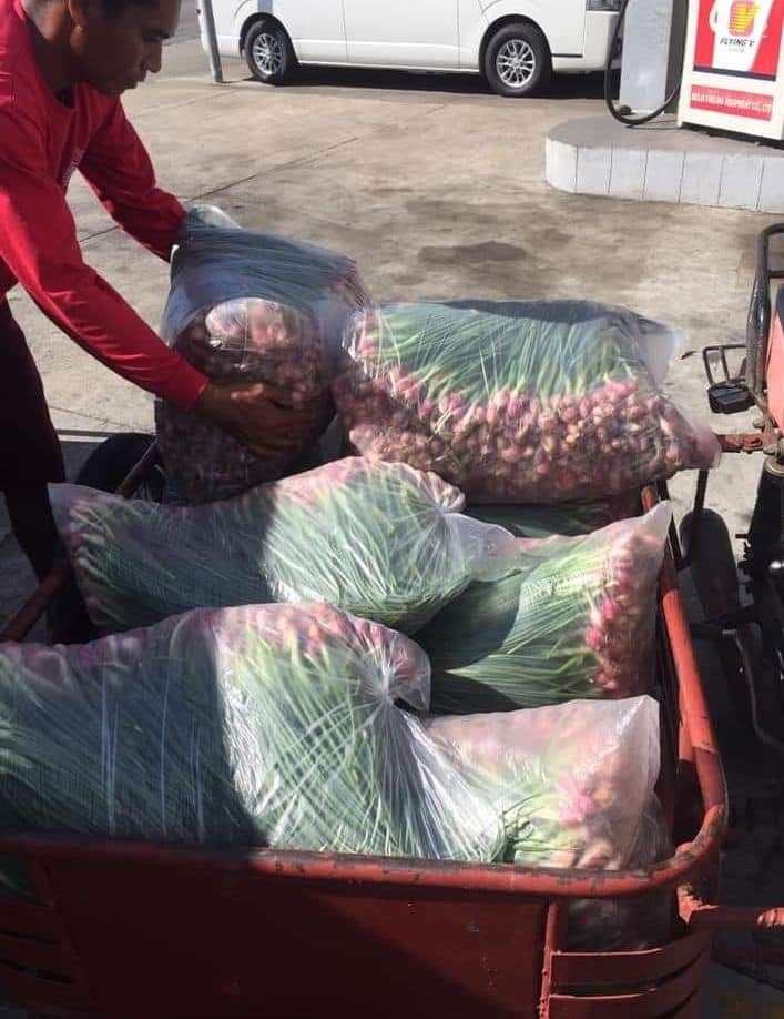 Lasona puting sibuyas, Food & Drinks, Fresh Produce on Carousell