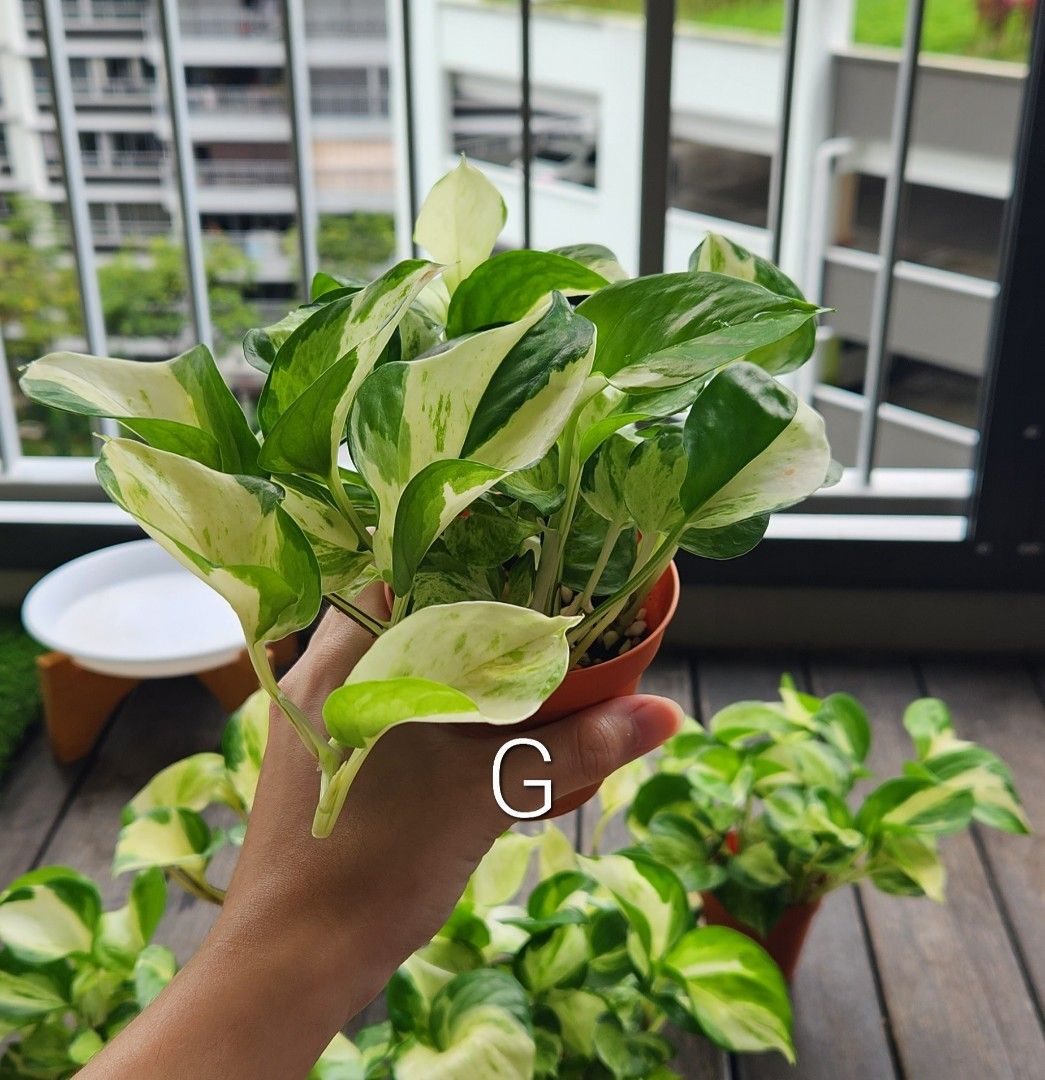 Manjula Pothos Propagations, Furniture & Home Living, Gardening, Plants ...