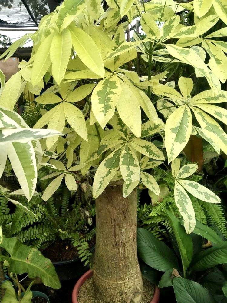 Money Tree Variegated 4-5FT, Furniture & Home Living, Gardening, Plants ...