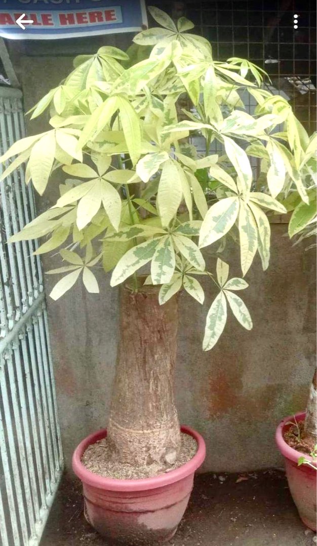 Money Tree Variegated 4-5FT, Furniture & Home Living, Gardening, Plants ...
