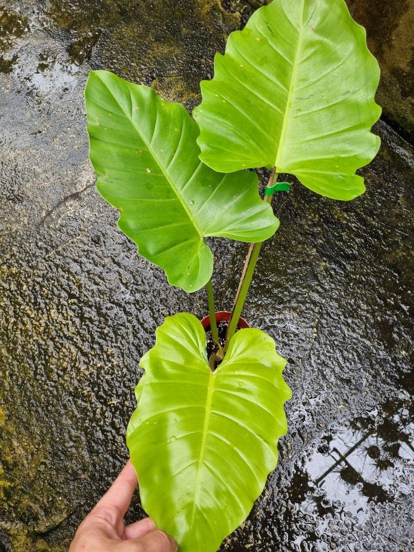 Philodendron Snowdrift variegated (Top Cut), Furniture & Home Living ...