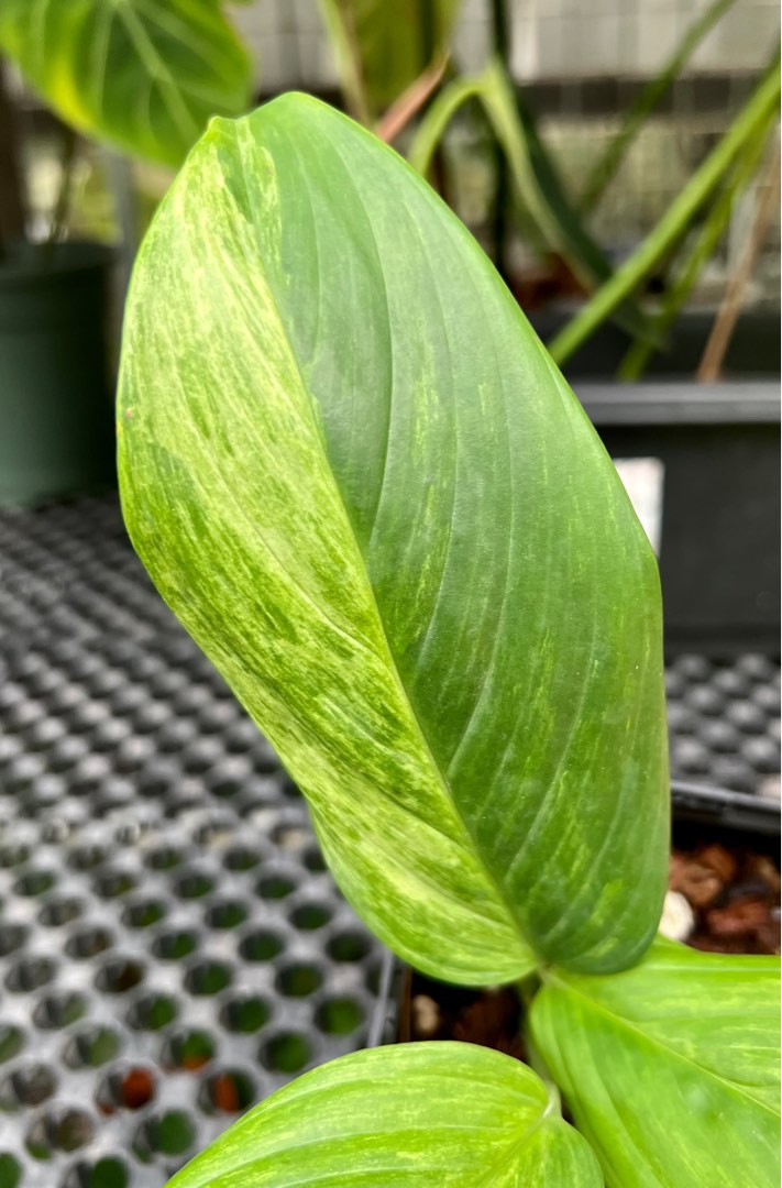 Scindapsus perakensis mint variegated, Furniture & Home Living ...