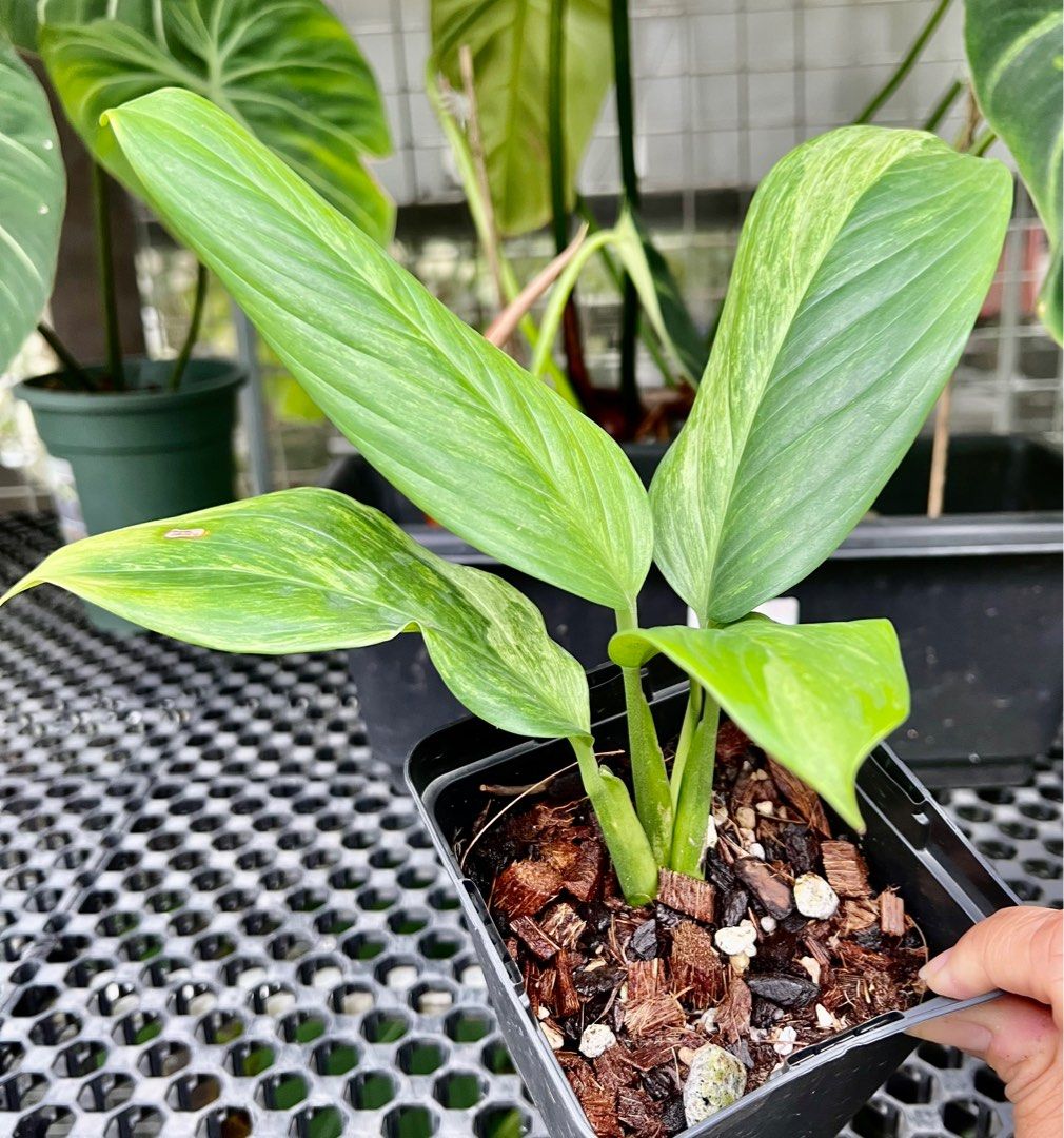 Scindapsus perakensis mint variegated, Furniture & Home Living ...