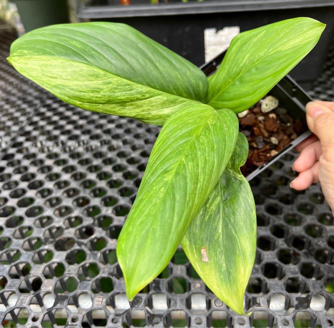 Scindapsus perakensis mint variegated, Furniture & Home Living ...