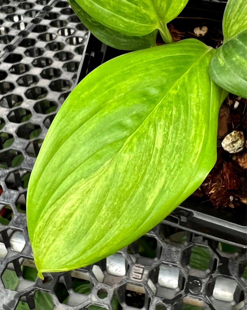 Scindapsus perakensis mint variegated, Furniture & Home Living ...