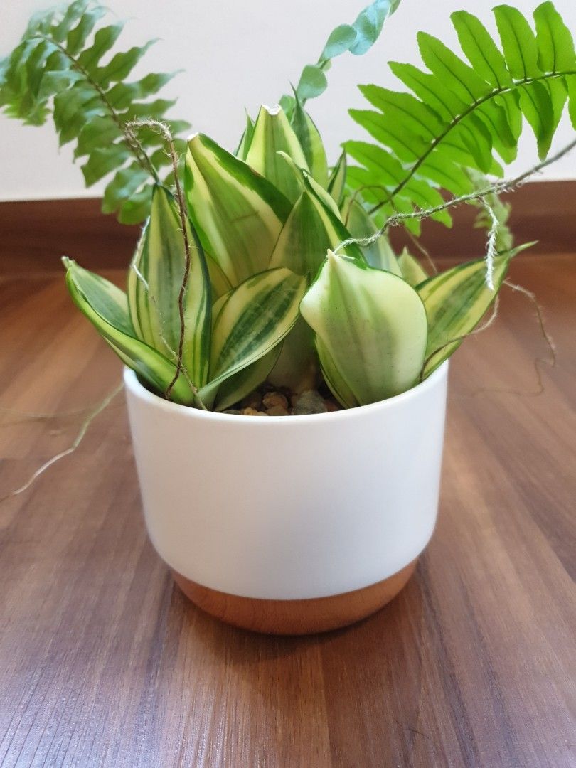 Snake Plant and Fern, Furniture & Home Living, Gardening, Plants ...