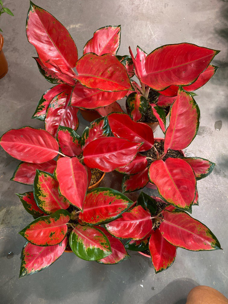 Aglaonema Red Master. , Furniture & Home Living, Gardening, Plants ...