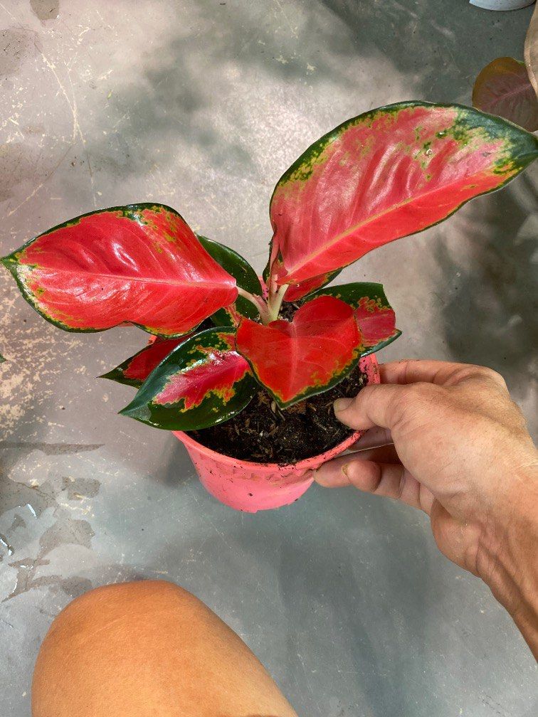 Aglaonema Red Master. , Furniture & Home Living, Gardening, Plants ...