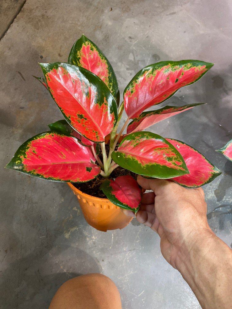 Aglaonema Red Master. , Furniture & Home Living, Gardening, Plants ...