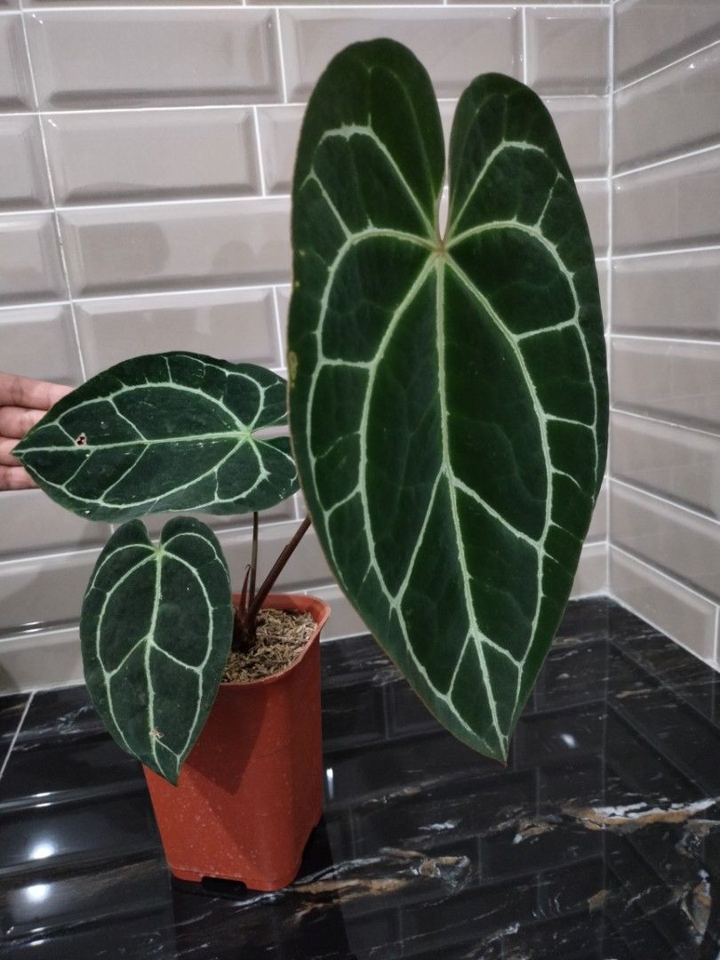 Anthurium Crystallinum Dark Form, Furniture & Home Living, Gardening ...