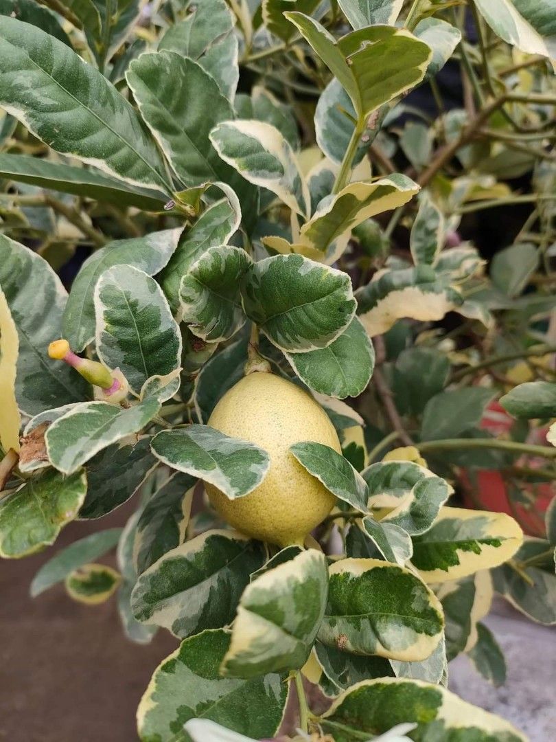 Eureka Variegated Lemon, Furniture & Home Living, Gardening, Plants ...