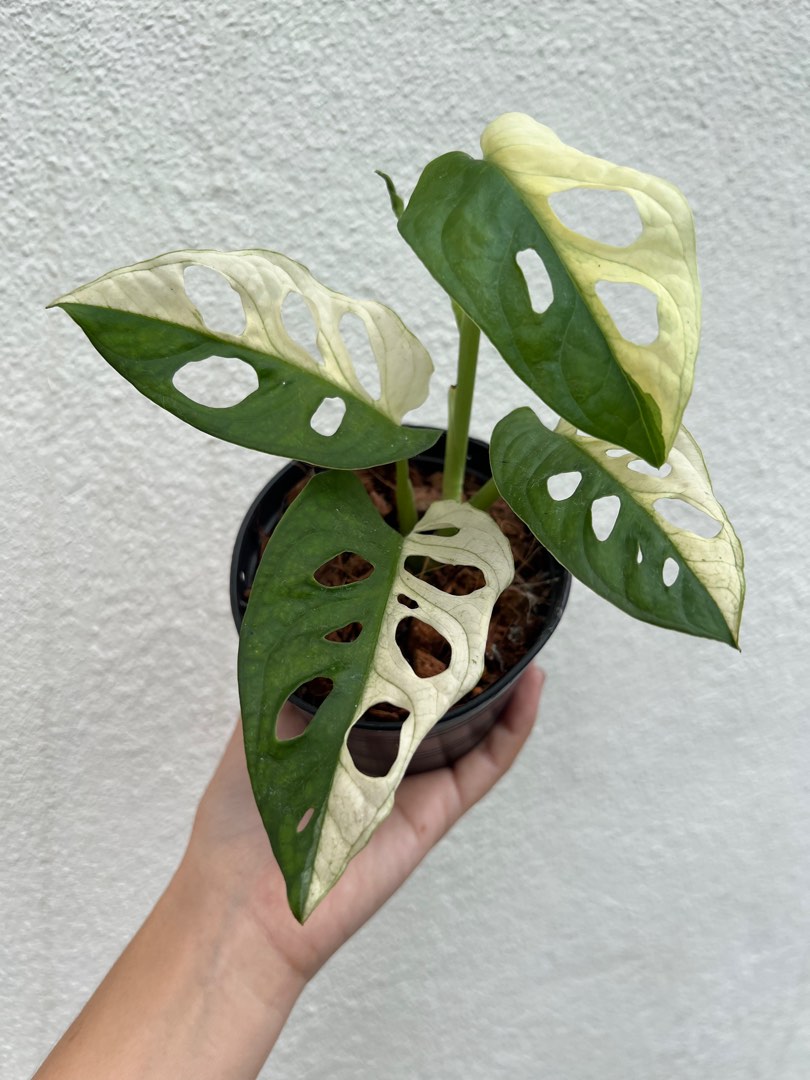Monstera Adansonii albo/mint variegated halfmoon ( Giant), Furniture ...