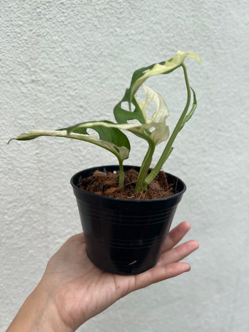 Monstera Adansonii albo/mint variegated halfmoon ( Giant), Furniture ...