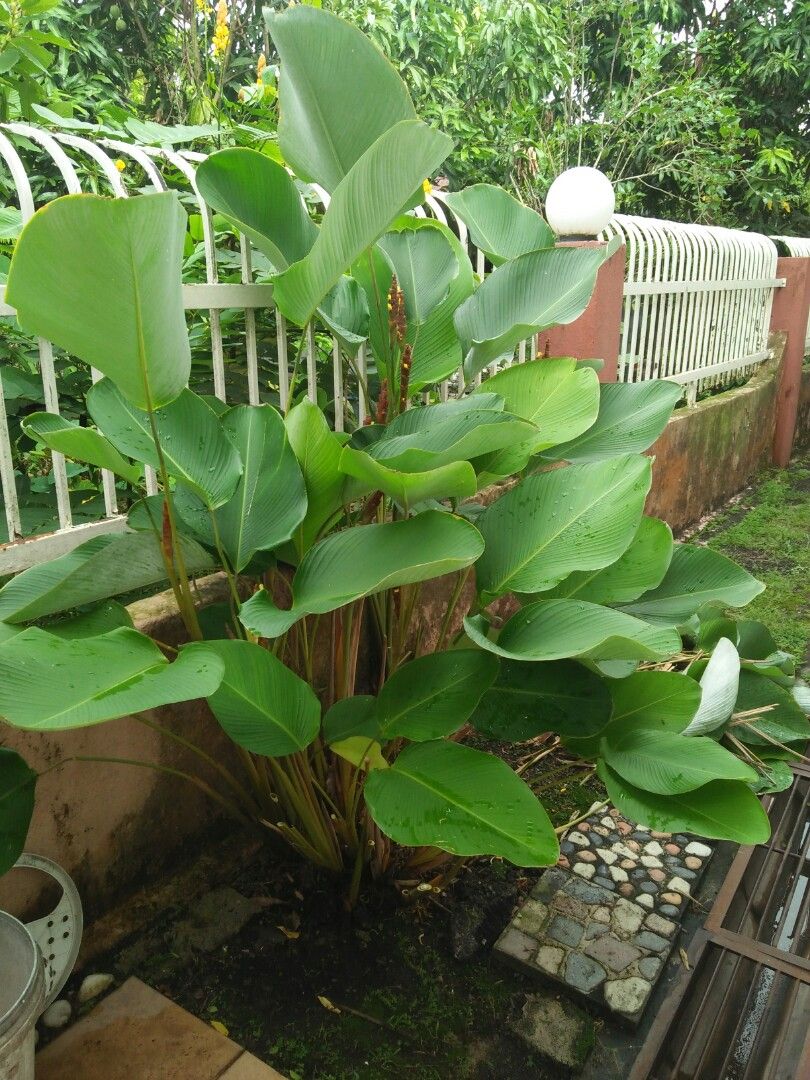 Pokok hiasan, Furniture & Home Living, Gardening, Plants & Seeds on ...