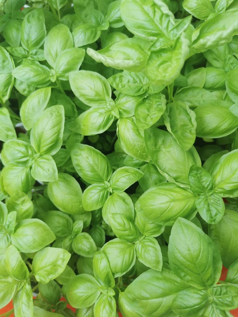 Sweet Basil Plants, Furniture & Home Living, Gardening, Plants & Seeds ...