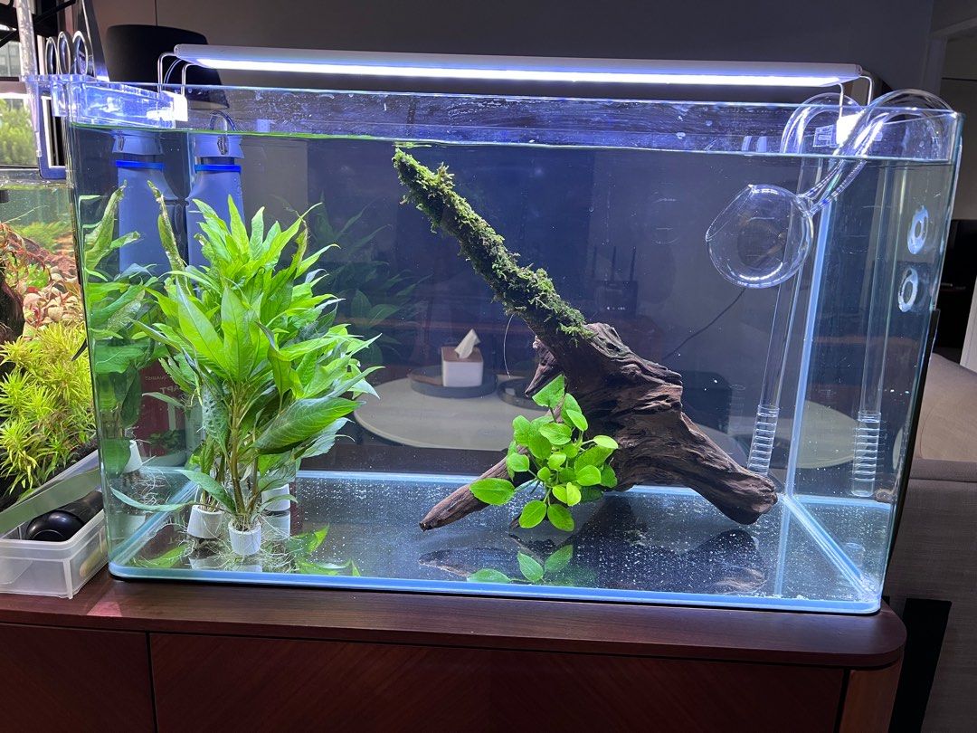 2 ft Tank with stand, filter and light included, Pet Supplies, Homes ...