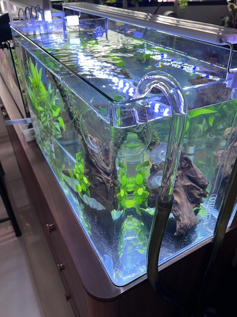 2 ft Tank with stand, filter and light included, Pet Supplies, Homes ...