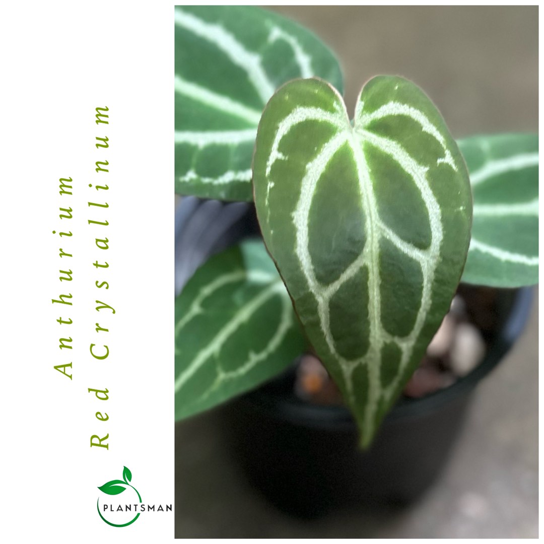 Anthurium Red Crystallinum, Furniture & Home Living, Gardening, Plants ...