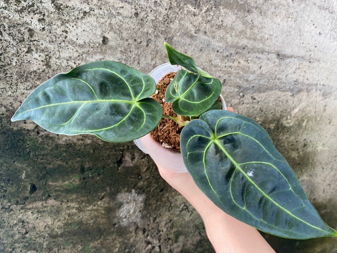 Anthurium Regale, Furniture & Home Living, Gardening, Plants & Seeds on ...